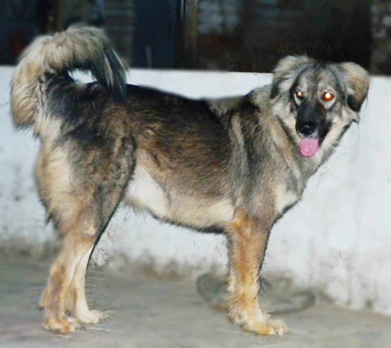 15 Indian Dog Breeds You Must Know About - The Dogs Journal