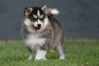 Pomsky Pros and Cons - Things to Know Before Getting a Puppy