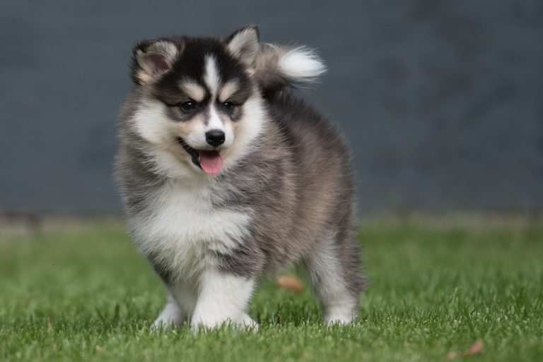Pomsky Pros and Cons - Things to Know Before Getting a Puppy