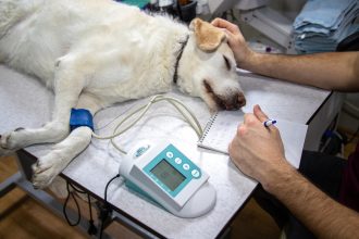 Dog Abortion Facts - When, How, Do's & Don'ts - The Dogs Journal