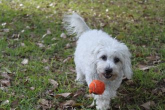 Moodle Dog Pros & Cons - What's Good and What's Bad?