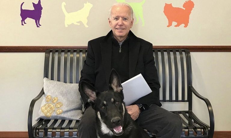 All About the US Presidents' Dogs [Full List] - The Dogs Journal