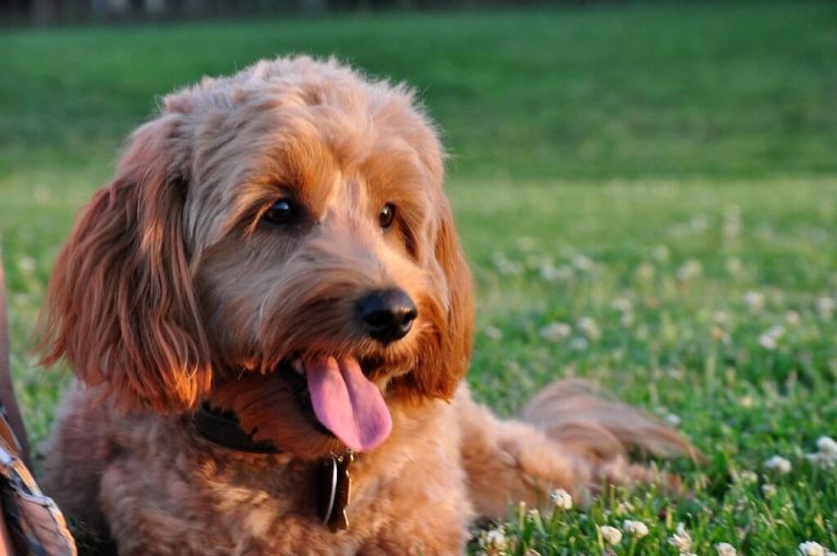 All About Mini Groodle - (Breed Guide for 2024) - The Dogs Journal