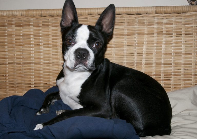 10 Tenacious Terrier Breeds You Should Know About - The Dogs Journal