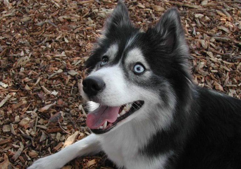 Huskimo Dog Breed Info - A Detailed Guide - The Dogs Journal