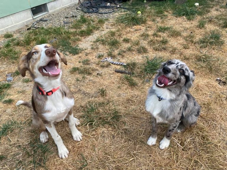 Hanging Tree Dog AKA Hangin' Tree Cowdog [Facts & Guide]