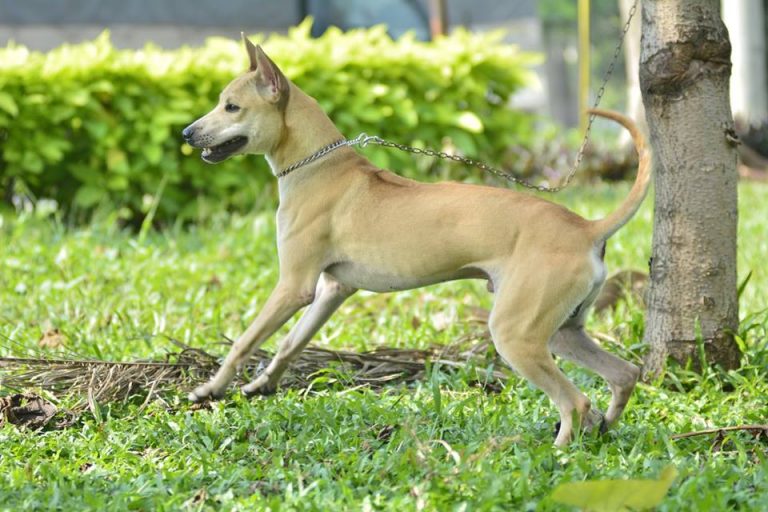 Phu Quoc Ridgeback - The Pride of Vietnam (2026 Breed Guide)
