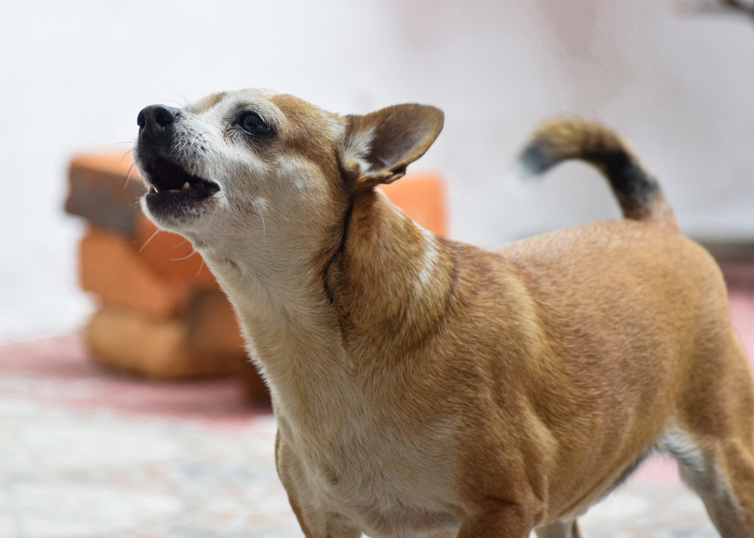 How to Prevent Your Dog from Barking During a Video Call - The Dogs Journal
