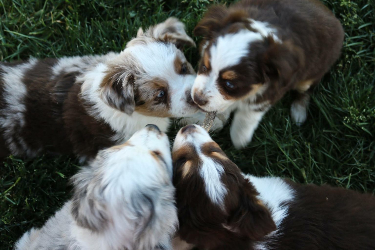 Aussie Pom Dog Breed Guide (2024) - The Dogs Journal