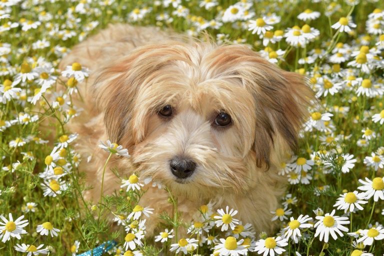 5 Best Havanese Breeders in Florida (2024) - The Dogs Journal