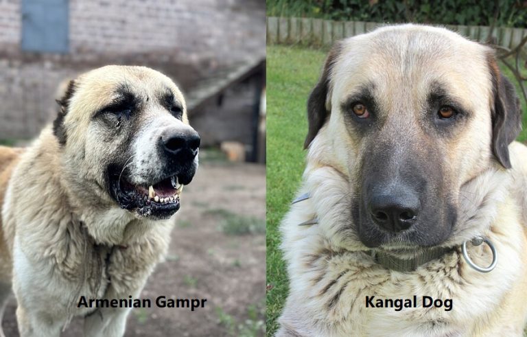 Armenian Gampr vs Kangal Dog: A Quick Comparison - The Dogs Journal