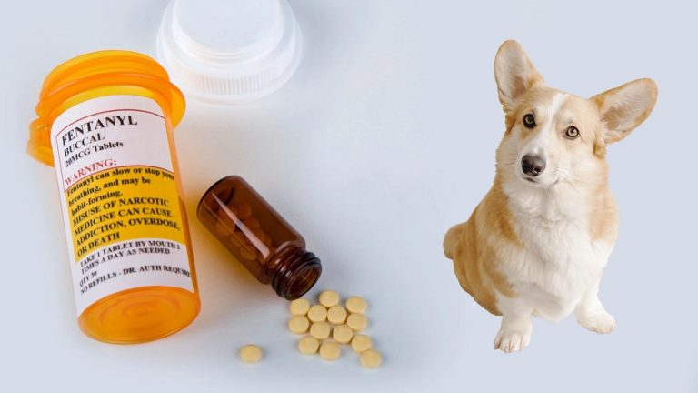 Fentanyl for Dogs - Beneficial or Not? - The Dogs Journal